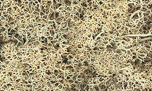 Woodland Scenics 166 All Scale Lichen - 1.5qts 1.4L -- Natural Color ...